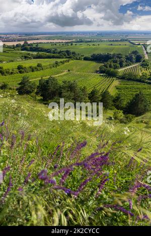 Vineyard near Velke Bilovice, Southern Moravia, Czech Republic Stock ...