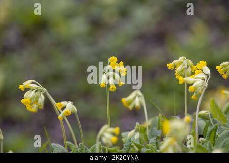 wild spring primrose, Northern Bohemia, Czech Republic Stock Photo - Alamy