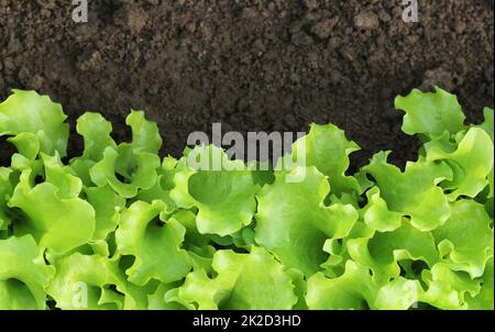 Fresh green curly Lettuce salad background. Top view Stock Photo - Alamy