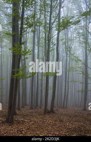 Spring beech forest in White Carpathians, Southern Moravia, Czech ...