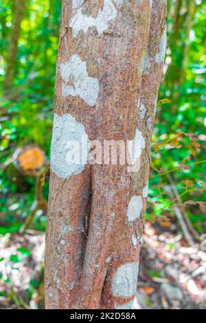 Tropical orange tree bark texture with moss and lichen Mexico Stock ...