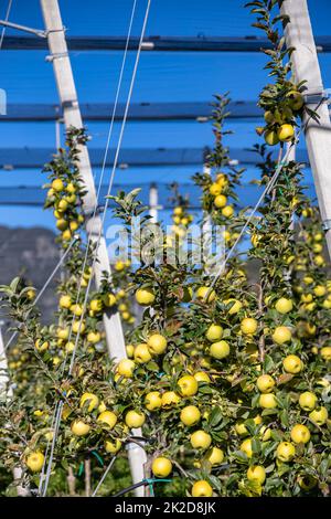 Apple orchard in Aica, South Tyrol, Italy Stock Photo - Alamy