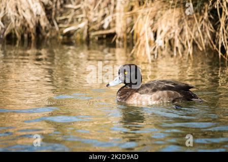 Female tufted duck swimming in the colourful water pond with water ...