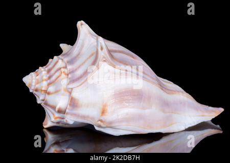 Single sea shell of Aliger gigas known as the queen conch isolated on ...