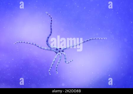 A snake starfish with its six tentacles on the pane of a marine ...