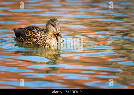 Colourful female duck Stock Photo - Alamy