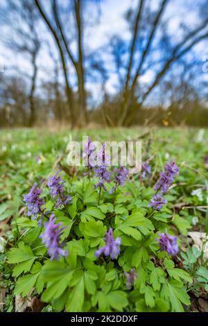 Hollow smokestack (Corydalis cava), spring forest, Southern Moravia ...