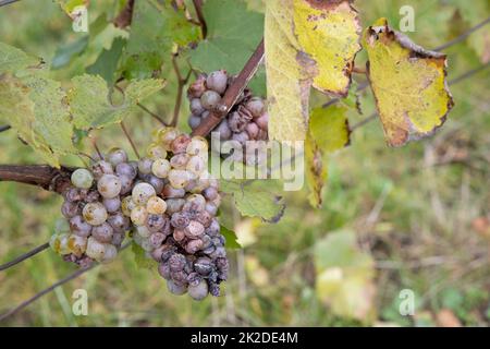 white grapes infested with rot and mold Stock Photo - Alamy