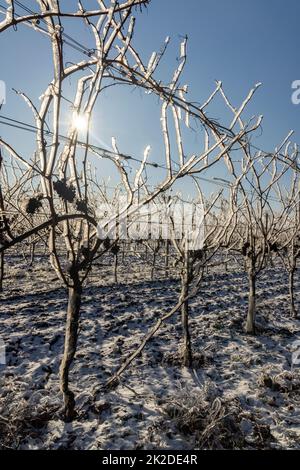 Winter vineyard near Mikulov, Palava region, Southern Moravia, Czech ...