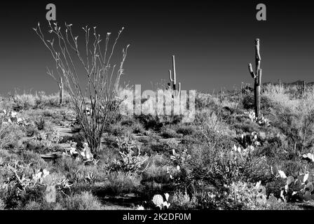 Infrared Sonora Desert Arizona Stock Photo - Alamy