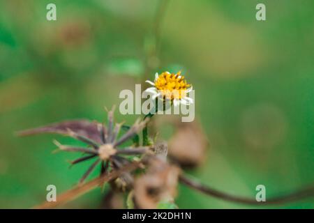 Bidens pilosa on the grass Classified as a biennial plant Stock Photo ...