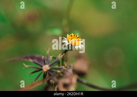 Bidens pilosa on the grass Classified as a biennial plant Stock Photo ...