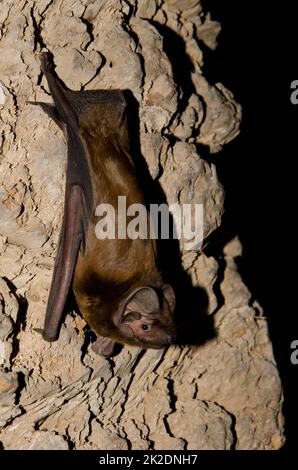 Greater noctule bat Stock Photo - Alamy