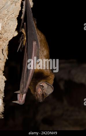 Greater noctule bat Stock Photo - Alamy