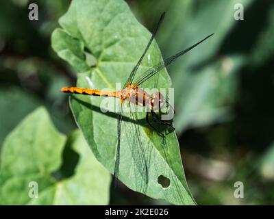 A Ruby Meadowhawk, Sympetrum rubicundulum, or similar meadowhawk ...