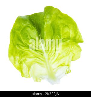 fresh single leaf of butterhead lettuce isolated on white background ...