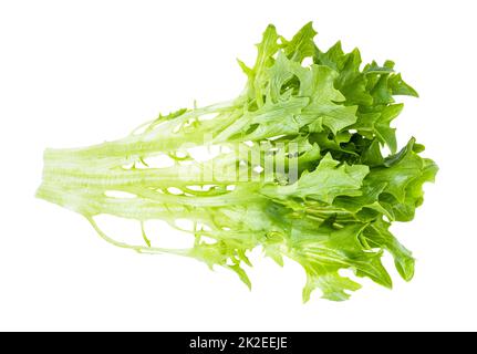 fresh twig of curly endive lettuce isolated on white background Stock ...