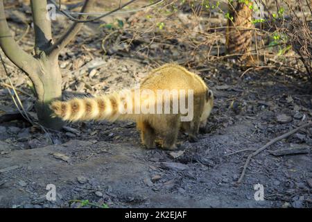 Portrait of a coati in its enclosure Stock Photo - Alamy