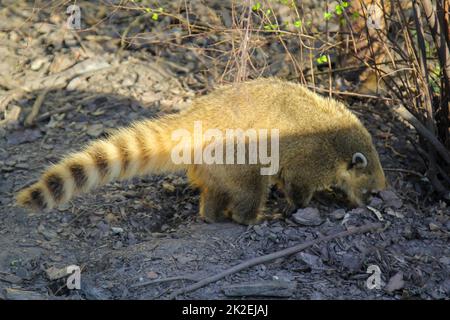 Portrait of a coati in its enclosure Stock Photo - Alamy
