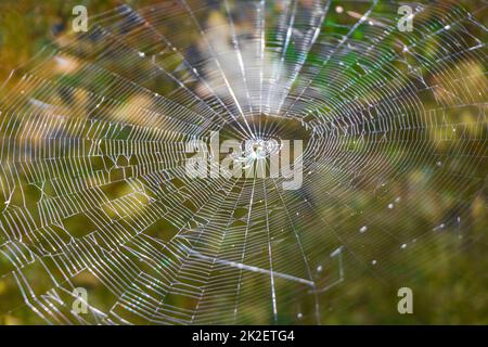 Beautiful spider web between rocks stones Muyil Mayan ruins Mexico ...