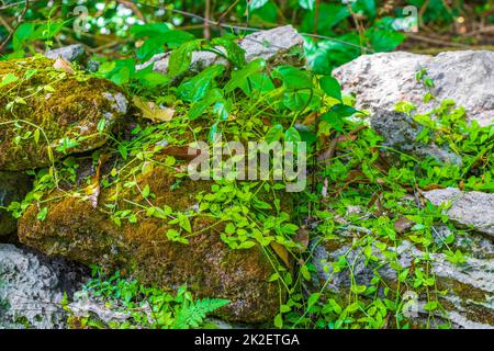 Tropical jungle plants trees rocks stones Muyil Mayan ruins Mexico ...
