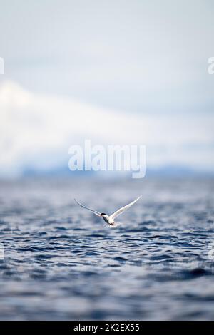 Antarctic tern hovers over ocean in sunshine Stock Photo - Alamy