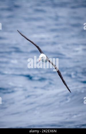 Black-browed albatross soars with wings spread diagonally Stock Photo ...