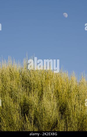 Broom and moon Stock Photo - Alamy
