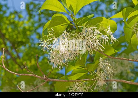 Grancy Graybeard Flower in Bloom in Spring near Sandstone Falls on the ...