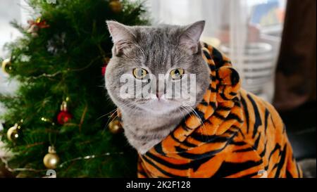The cat celebrates a New Year 2022 with glasses Stock Photo - Alamy