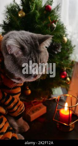 The cat celebrates a New Year 2022 with glasses Stock Photo - Alamy