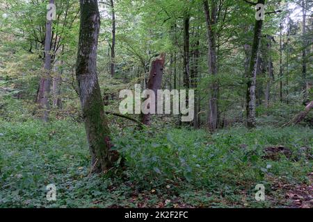 Deciduous tree stand with hornbeams and oaks Stock Photo - Alamy