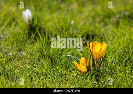 macro of one of the first spring flowers in spring garden violet crocus ...