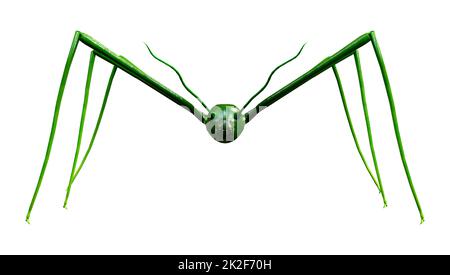 3D rendering of a green stick insect isolated on white background Stock ...