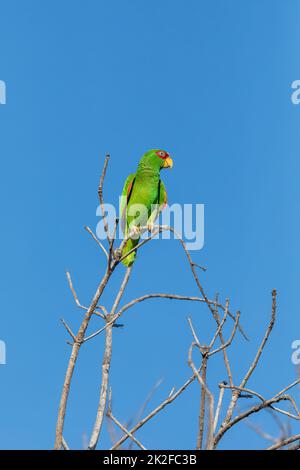 White-fronted amazon (Amazona albifrons), Honduras Stock Photo - Alamy
