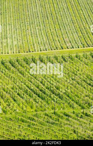vineyard at the Austrian Slovenian border in Styria Stock Photo - Alamy