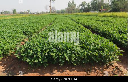 Organic peanuts farm with solar cell. Agricultural field on which grow ...
