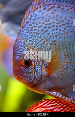 Portrait of a beautiful colored discus discus cichlid in a blackwater ...