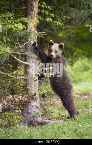 A vertical shot of a bear with its cub in a snowy forest Stock Photo ...