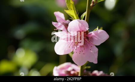 Blossoming almond tree in Israel Stock Photo - Alamy