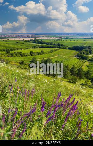 Vineyard near Velke Bilovice, Southern Moravia, Czech Republic Stock ...