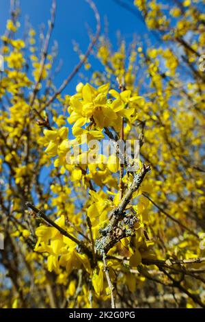 Flowering forsythia in spring Stock Photo - Alamy
