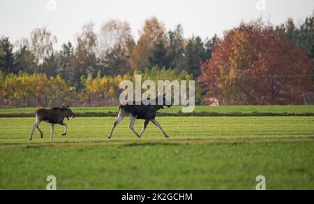 Elk running through a field with emerging grain in the fall. Wild ...