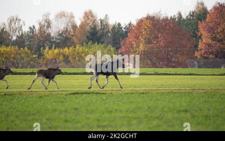 Elk running through a field with emerging grain in the fall. Wild ...