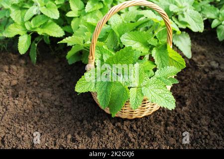 Fresh mint in basket. Mint growing in garden Stock Photo - Alamy