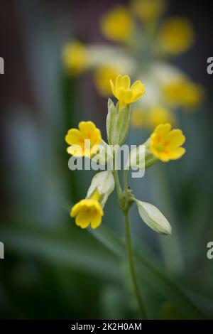 Cowslips growing in an English garden Stock Photo - Alamy