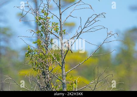 A Swamp Sparrow Singing in the Summer Sun in the Pictured Rocks ...