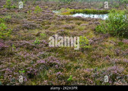 Landscape with bog eyes and heather Stock Photo - Alamy