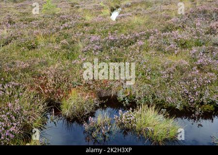 Bog eyes and heather Stock Photo - Alamy