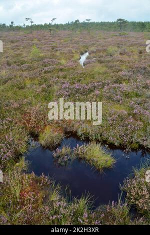 Moor landscape with bog eyes Stock Photo - Alamy